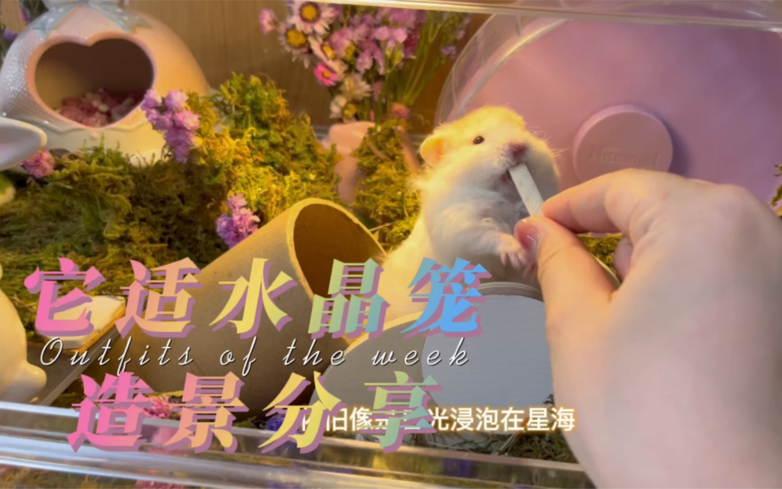 仓鼠笼造景-热带雨林风