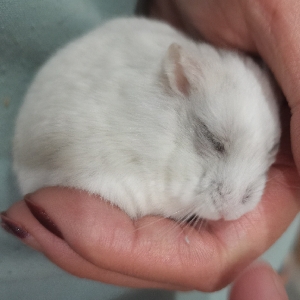 家有仓鼠胖胖三大只 