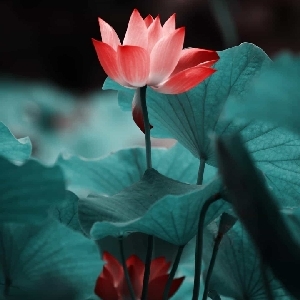 嘟嘟皮鹿鹿 