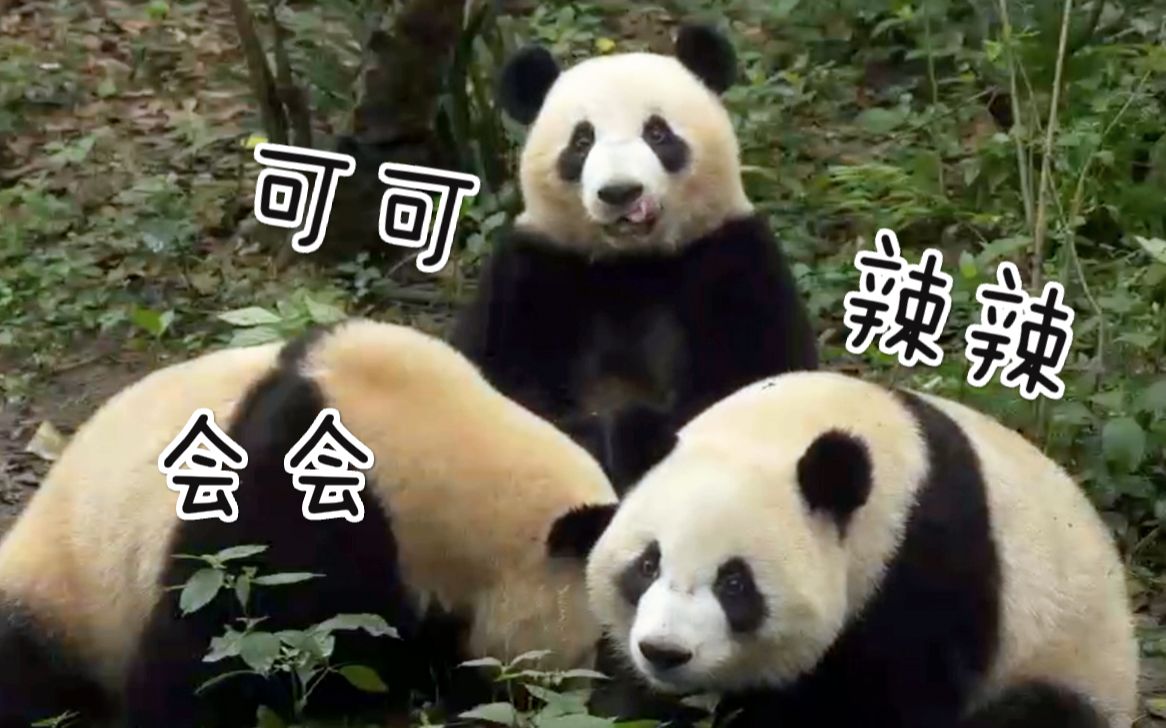 会会超执着要抢辣辣窝头 爷爷喊都不听 | 妮可妮娜晶亮钓猫(大熊猫)珍...