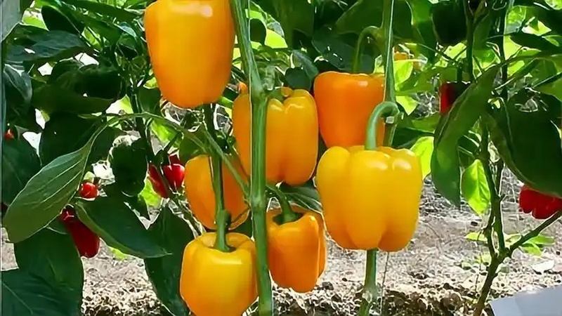 甜椒种植的水肥管理