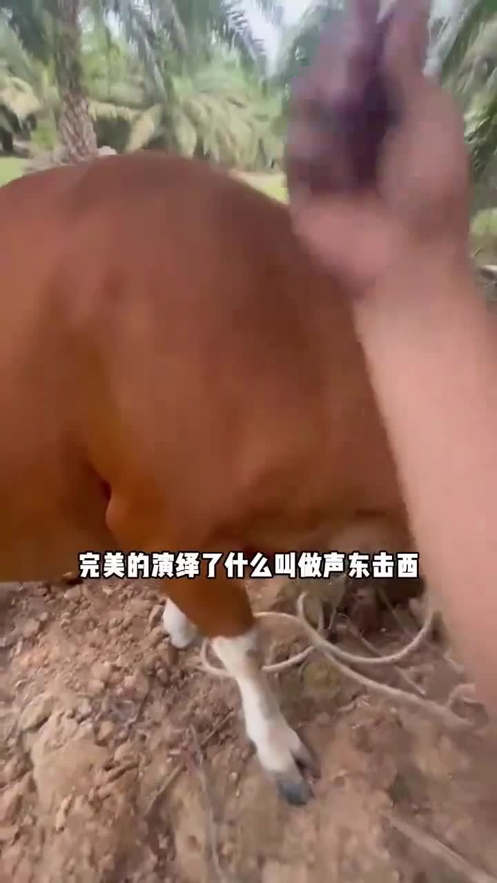 小哥给牛牛注射维生素