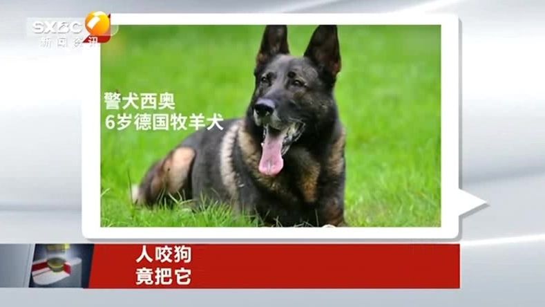 人咬狗了!英国嫌犯咬警犬 竟把它咬成重伤