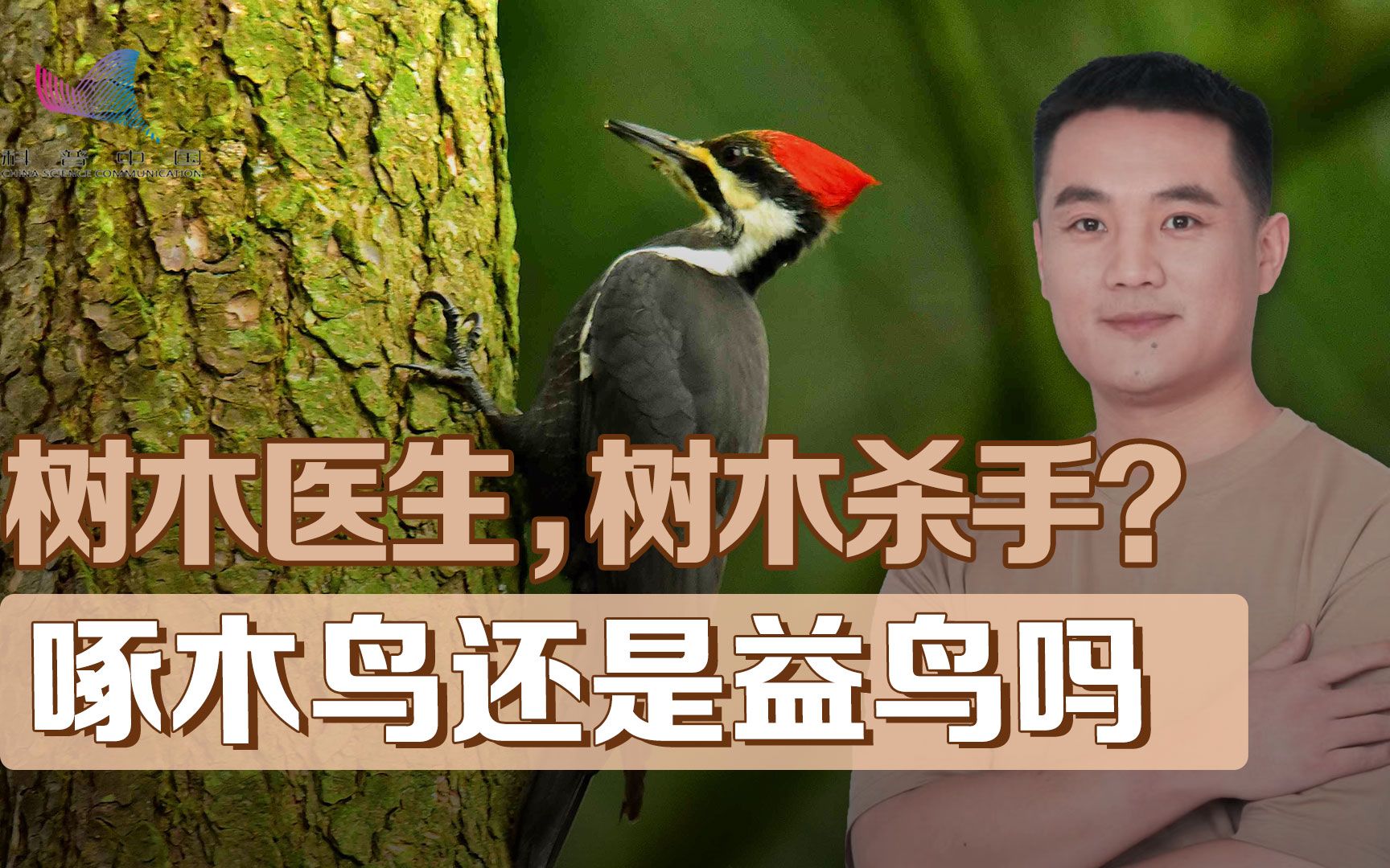鸟设崩塌?把树木啄得千疮百孔!啄木鸟还算是益鸟吗