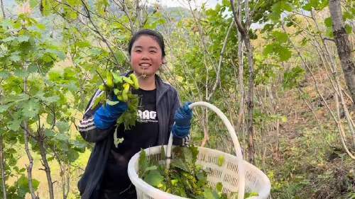 蚕宝宝开饭啦!看它们狂炫树叶的治愈瞬间