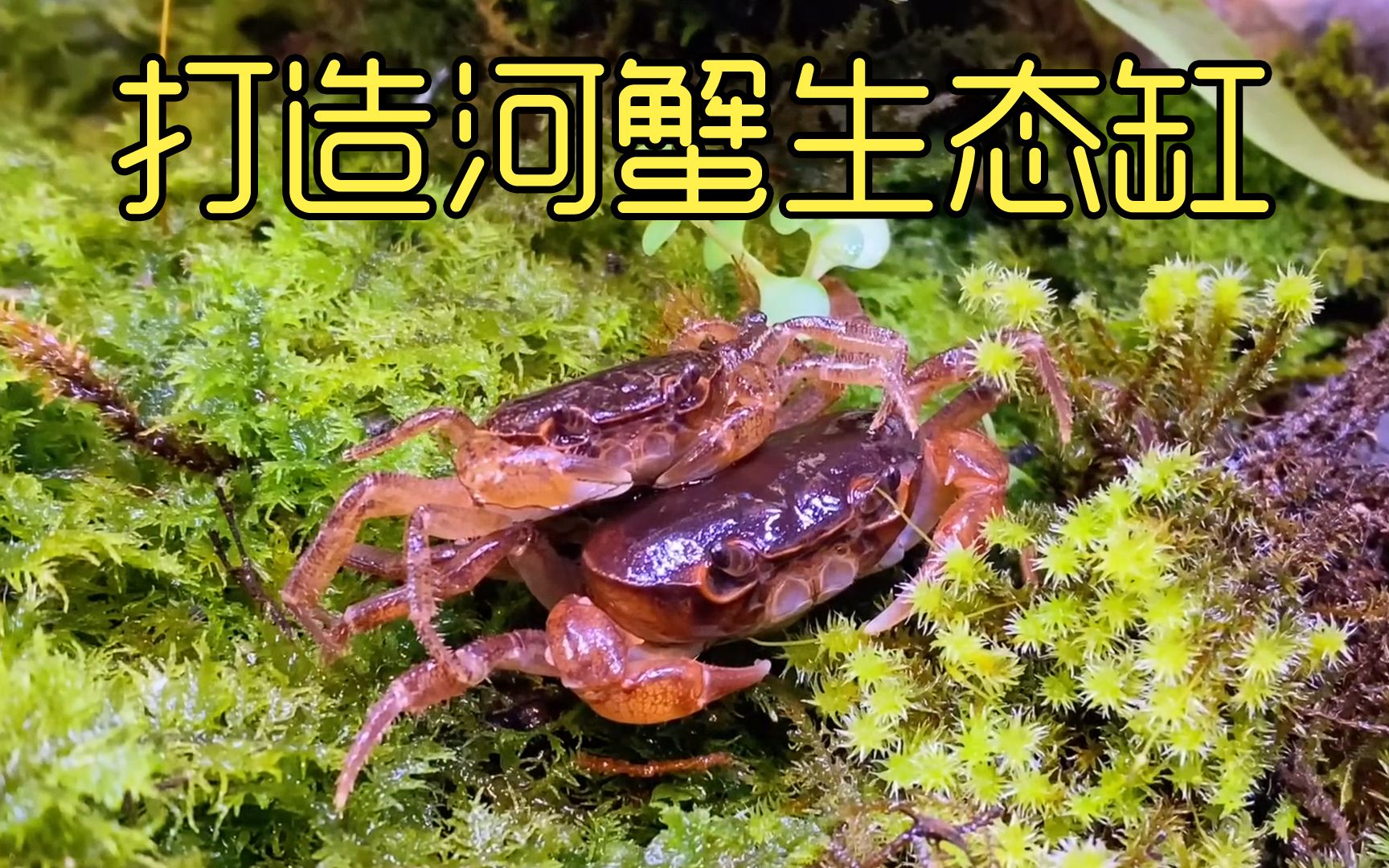 沉浸式养河蟹,给野外抓来的螃蟹打造生态缸,太有趣太好玩了