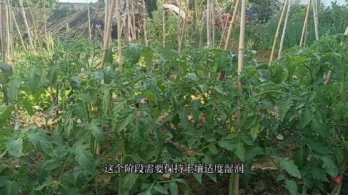 西红柿开花浇水有诀窍!浇错小心花落不结果