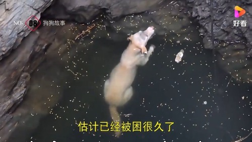 狗狗掉井里,奇迹生还全过程!