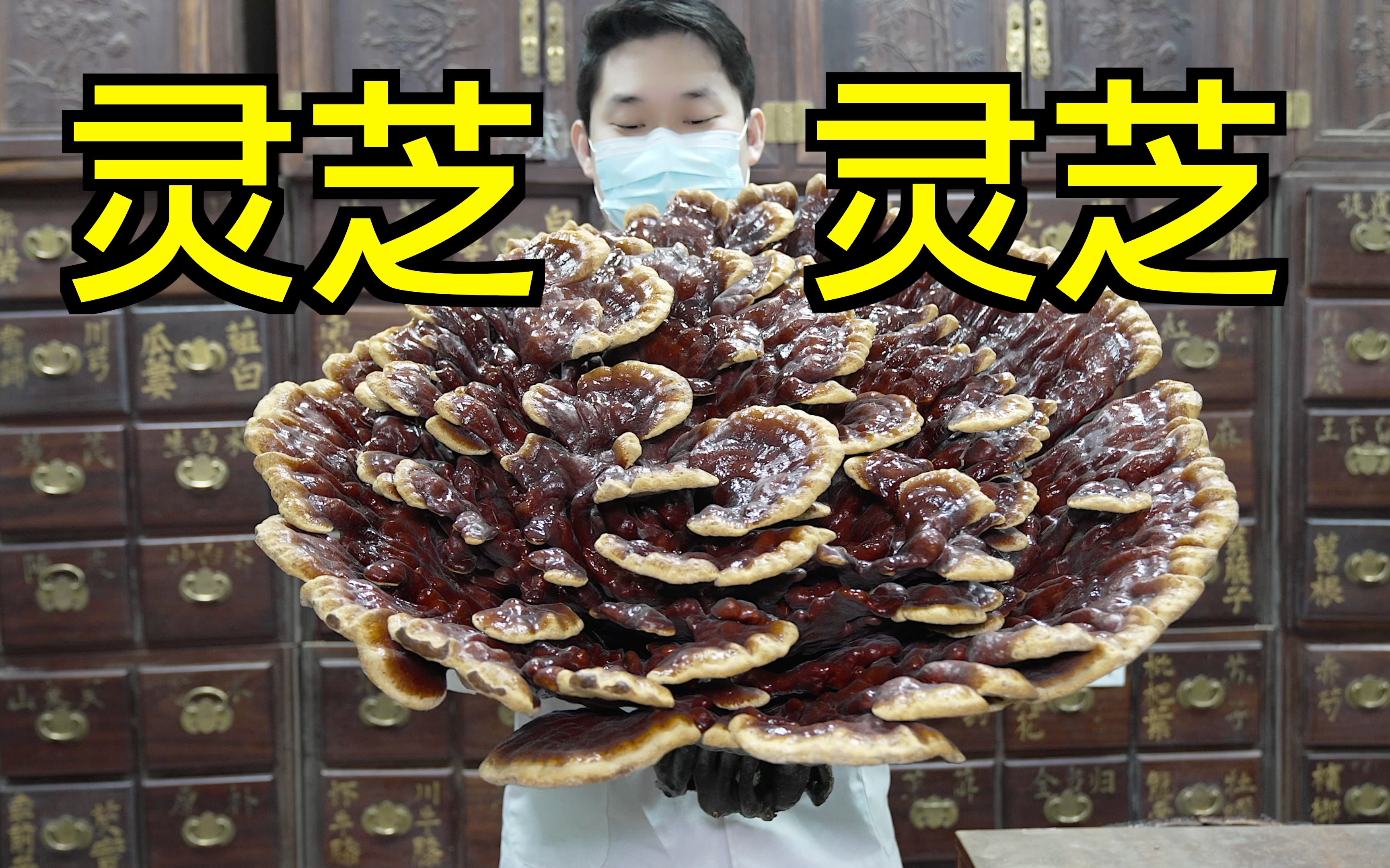 灵芝,赤芝和紫芝,人工种植和野生,还有观赏性巨型的。