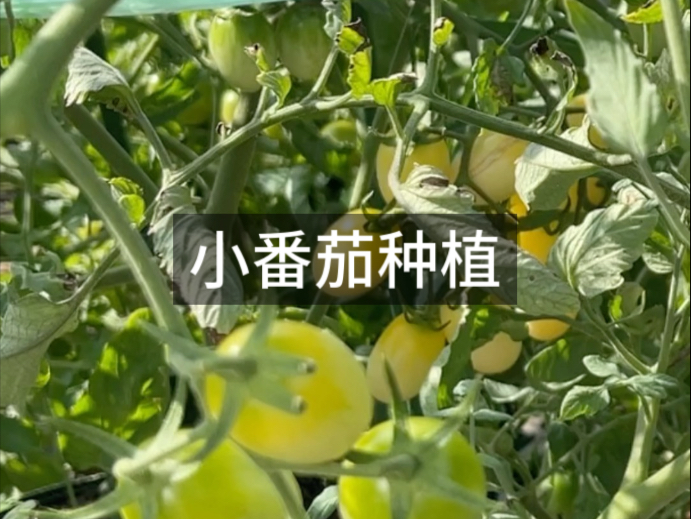 小番茄种植方法全过程【续集】