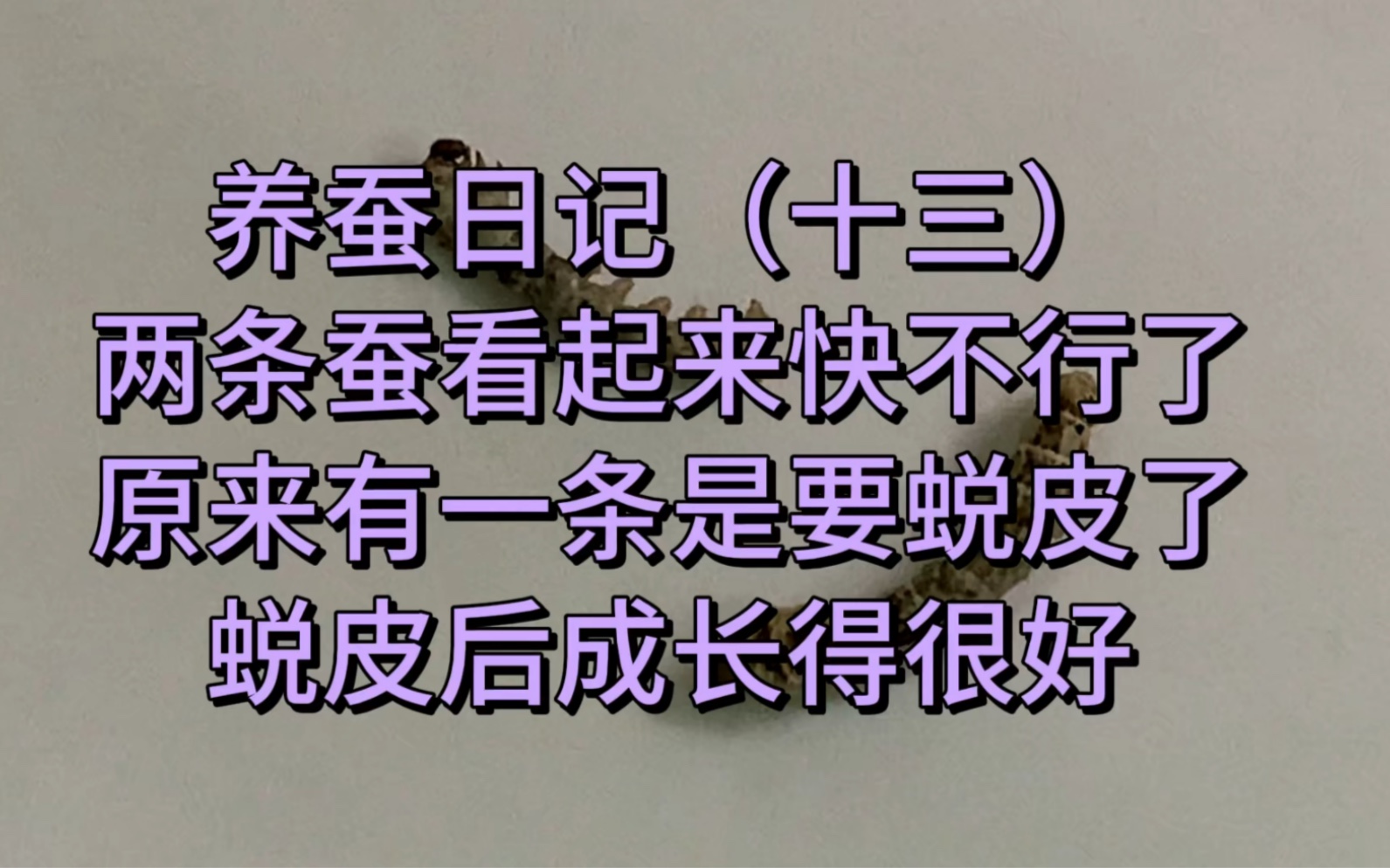 养蚕日记(十三):两条蚕,一条进了垃圾桶,一条蜕皮后重生了
