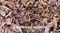 桑黄的功效与作用,野生中药桑黄的价格是多少一斤(6)