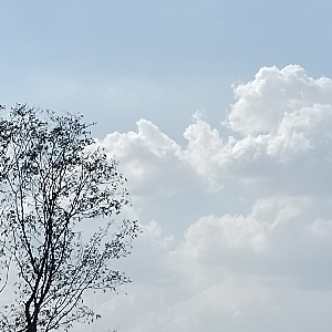 柠檬在好好努力 