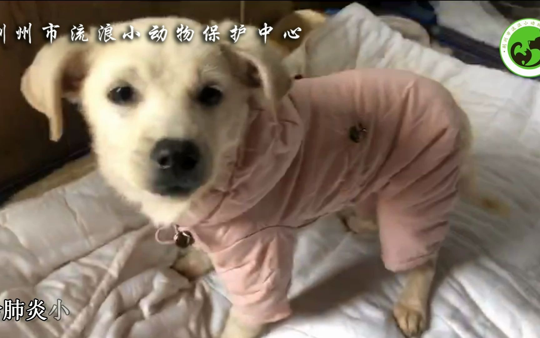 五万房租告急,世界被领养,加衣服/换垫褥