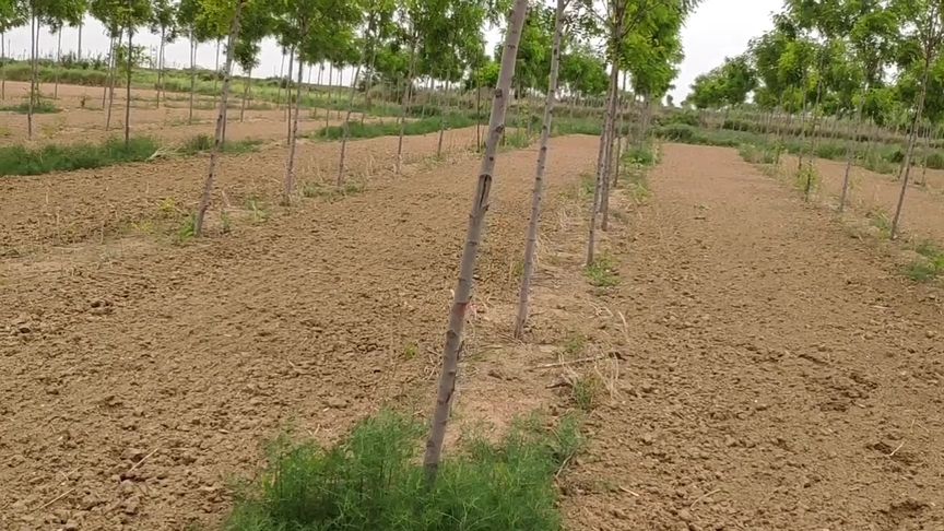 农村开始种树了,还给补助哦,非常硬核,很多人种树都很积极!