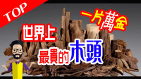 【最系列】世界上最贵的木头| 木头界的贵族 | 一克够你买辆车