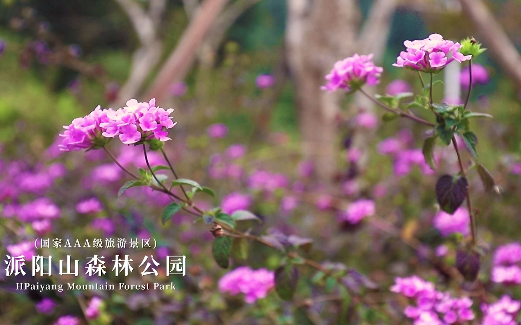 ...崇左行之派阳山森林公园。远离市区的拥挤喧嚣,呼吸最原始的大自然