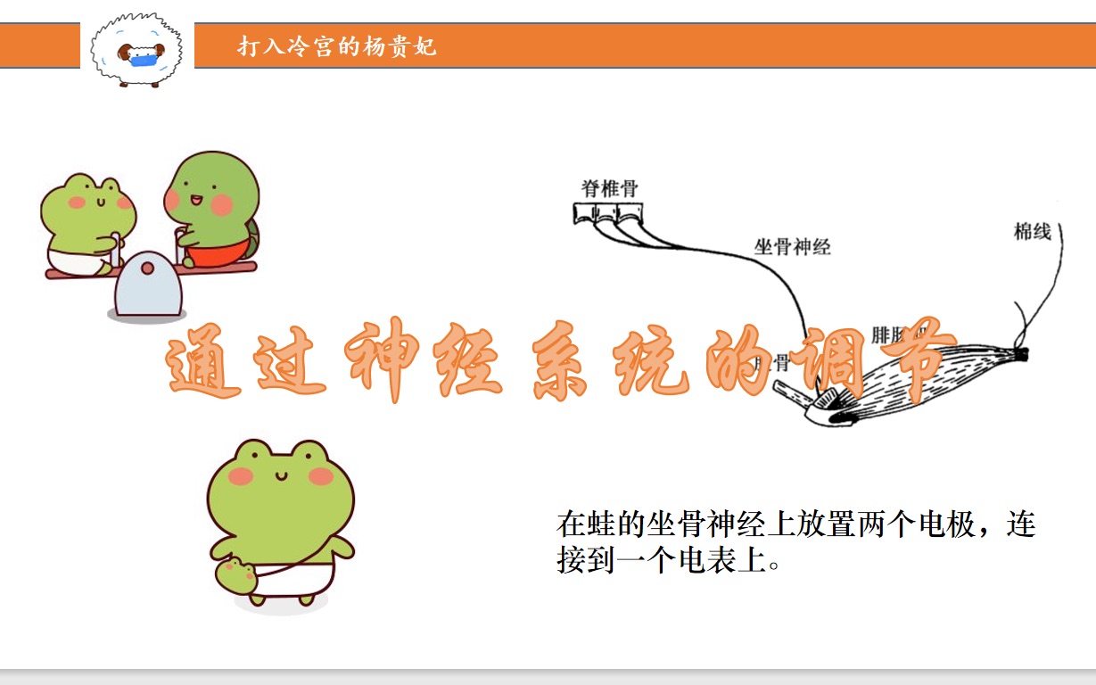 【高中生物】必修三第二章第一节:通过神经系统的调节
