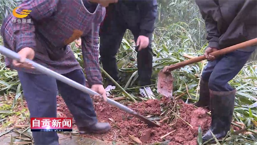 自贡:竹产业综合产值突破20亿元
