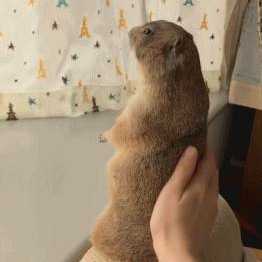 DNF手游依对啊 