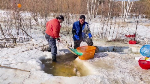 春天来临时,冰融化了,鱼儿们纷纷欢跃而出!