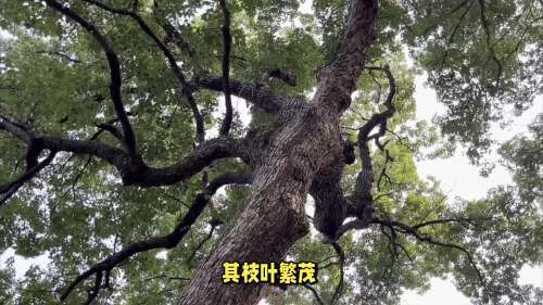 香樟树的寓意和象征