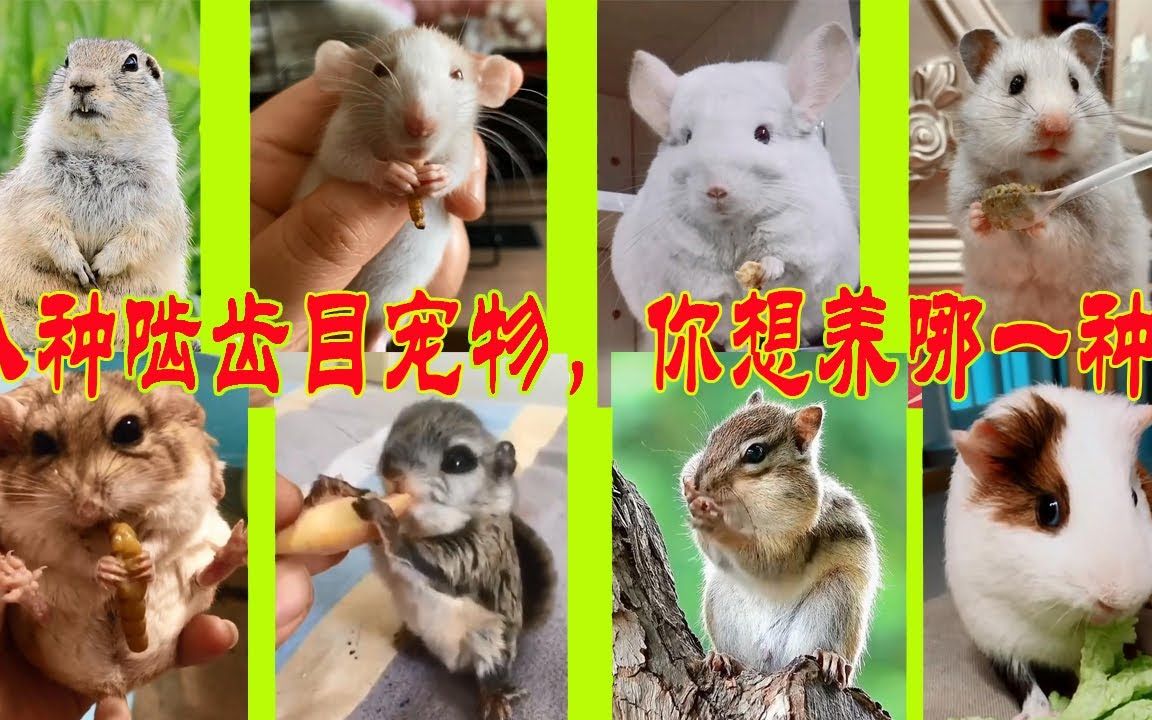 八种啮齿目宠物,你想养哪一种?