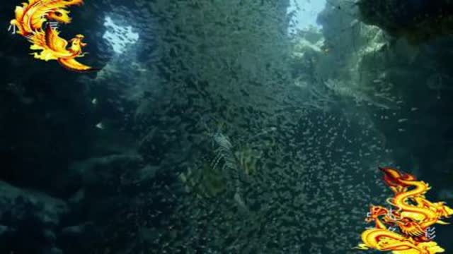 动物世界:美妙的海底世界