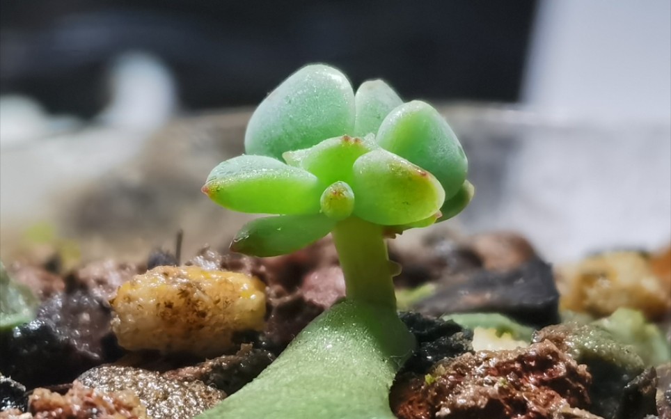 50张照片记录多肉发芽过程110天|多肉叶插