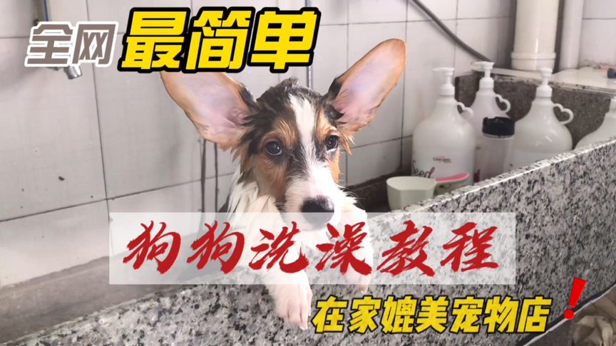 宠物店给狗狗洗澡全过程,看完让你在家也能洗出宠物店的效果