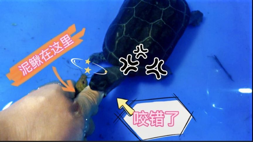 这只82年的老乌龟互动性很强,但是眼睛有点花老是咬到主人的手