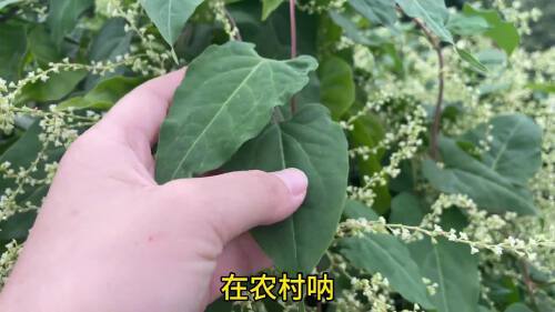 这种植物可不要当杂草了,它是野生的"何首乌",它用途非常强大