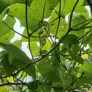 柿子树上佛手瓜 