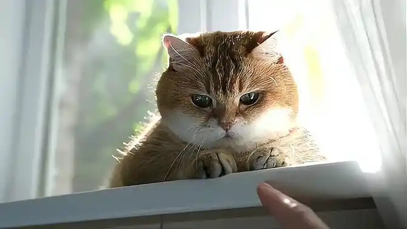 猫咪爱你的表现有哪些?中了以下3条你就偷着笑吧