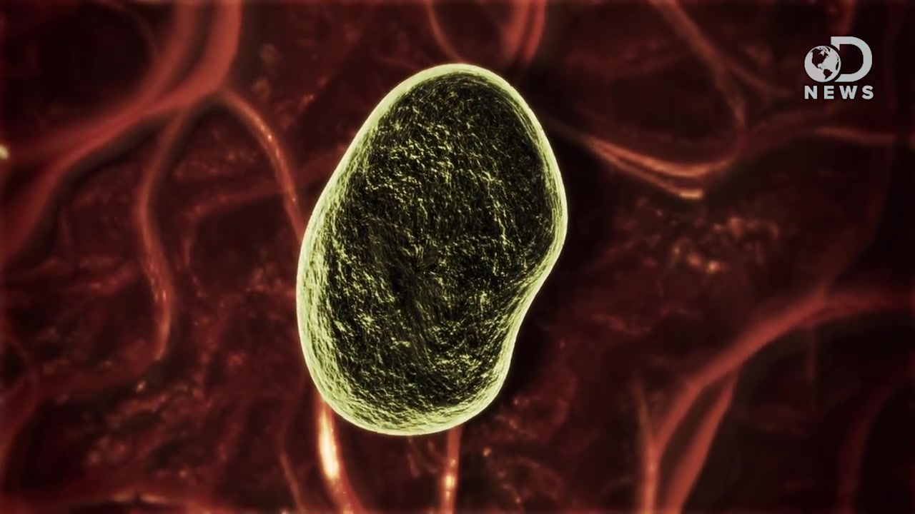 埃博拉是怎样杀人的