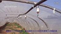 大棚微喷安装实例