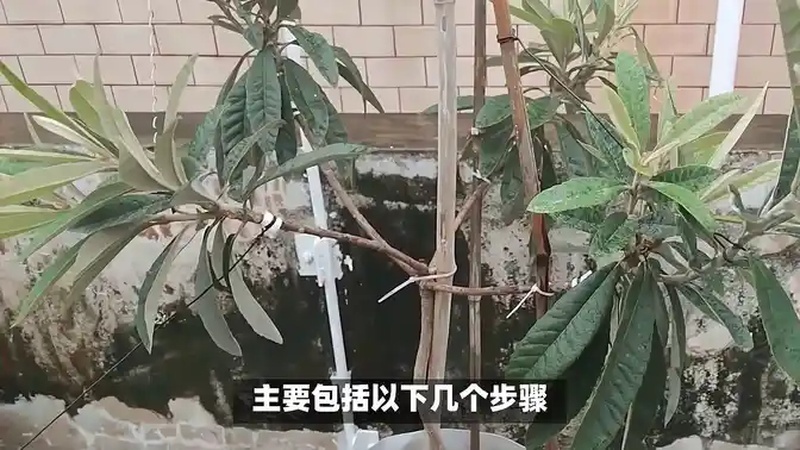 枇杷树盆景的栽种方法