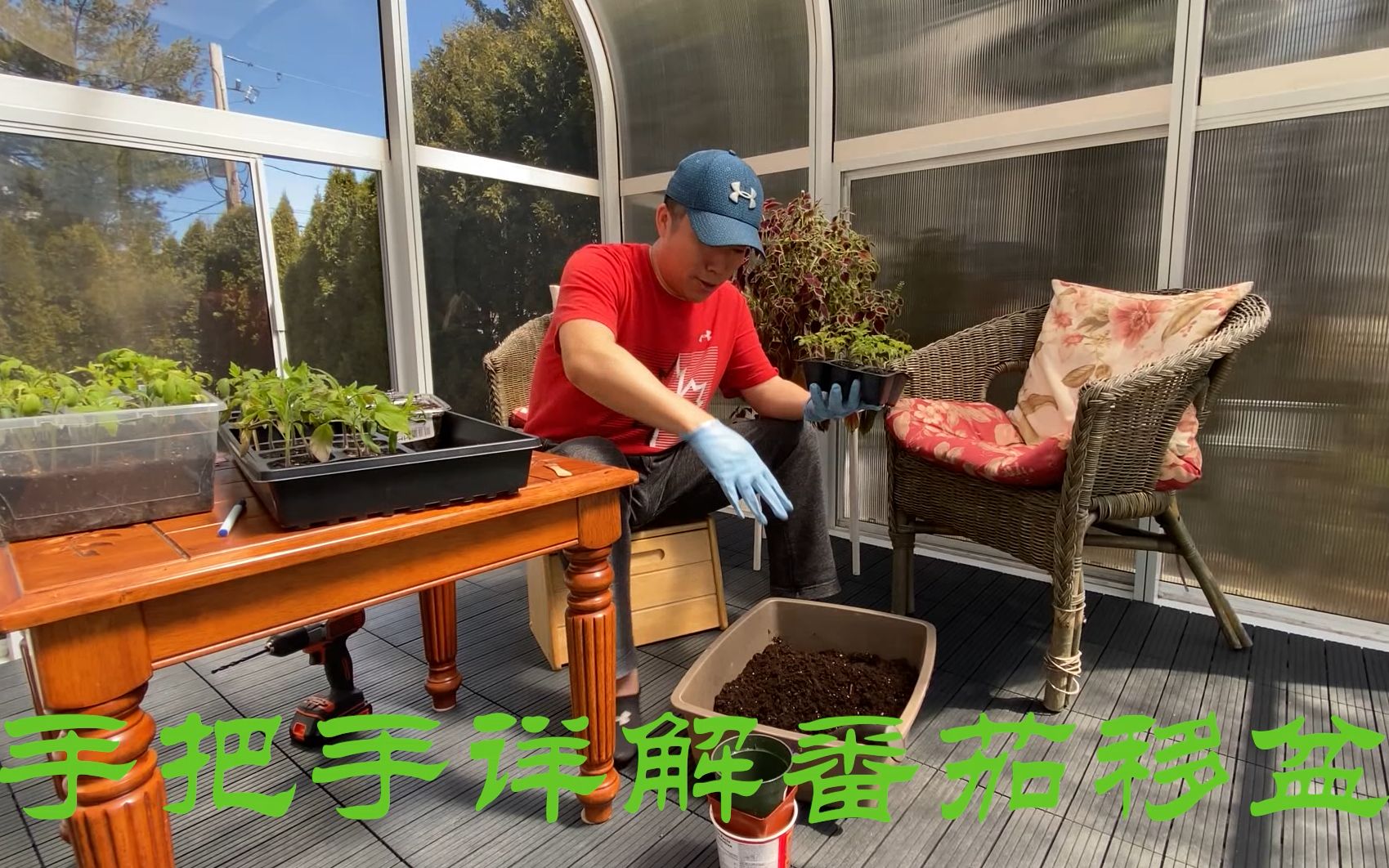 【渔耕笔记】EP10 番茄种植:移栽番茄苗 番茄移盆 手把手展示 注意事项