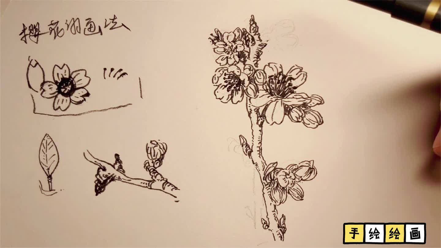 樱花怎么画?手绘钢笔速写,入门级教程