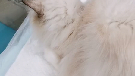 关于猫传腹和441浓度解释