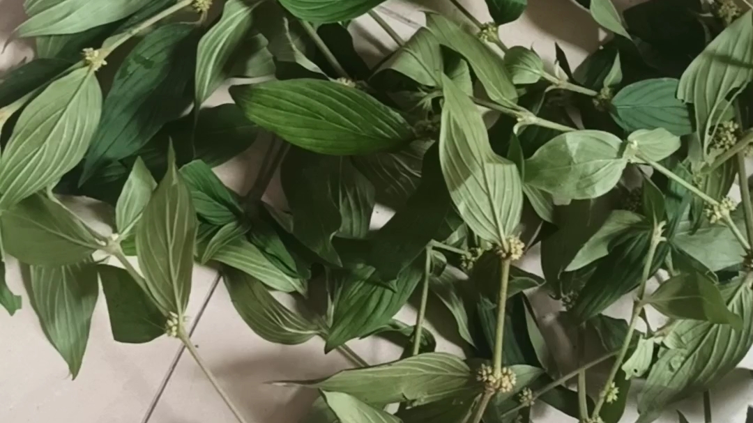 一种救命的中草药,功效保密!