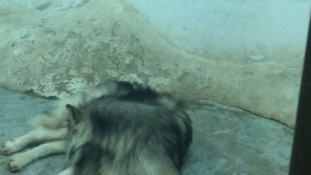 可爱的小狗