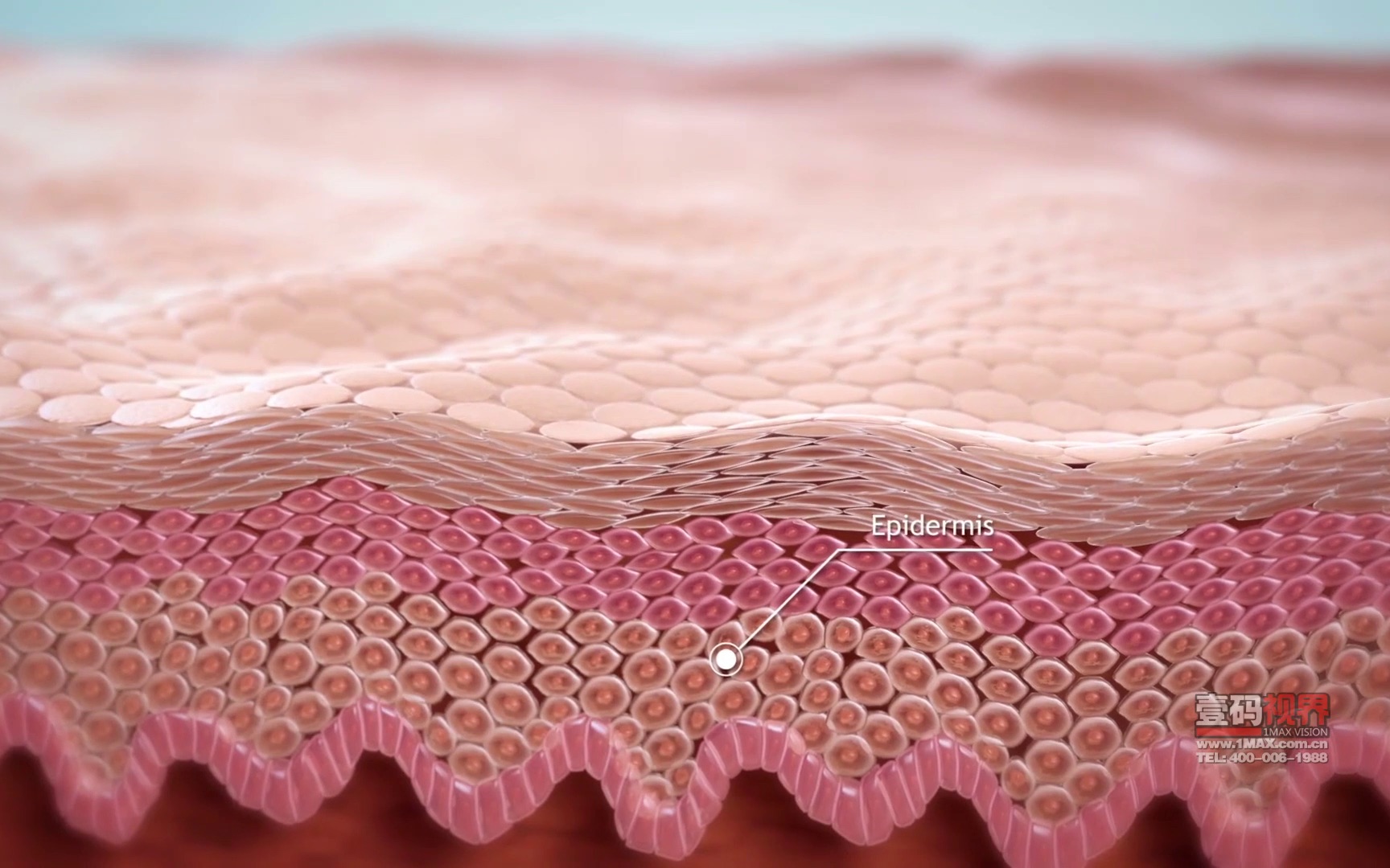 生物医学医疗皮肤微观三维展示医学3d动画制作