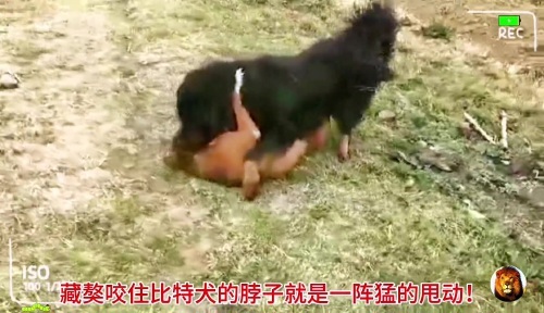 嚣张的比特犬差点被藏獒咬死!