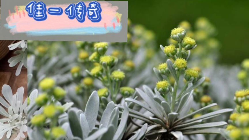 芙蓉菊虽然管理粗放,但是也要注意几个细节才能旺盛