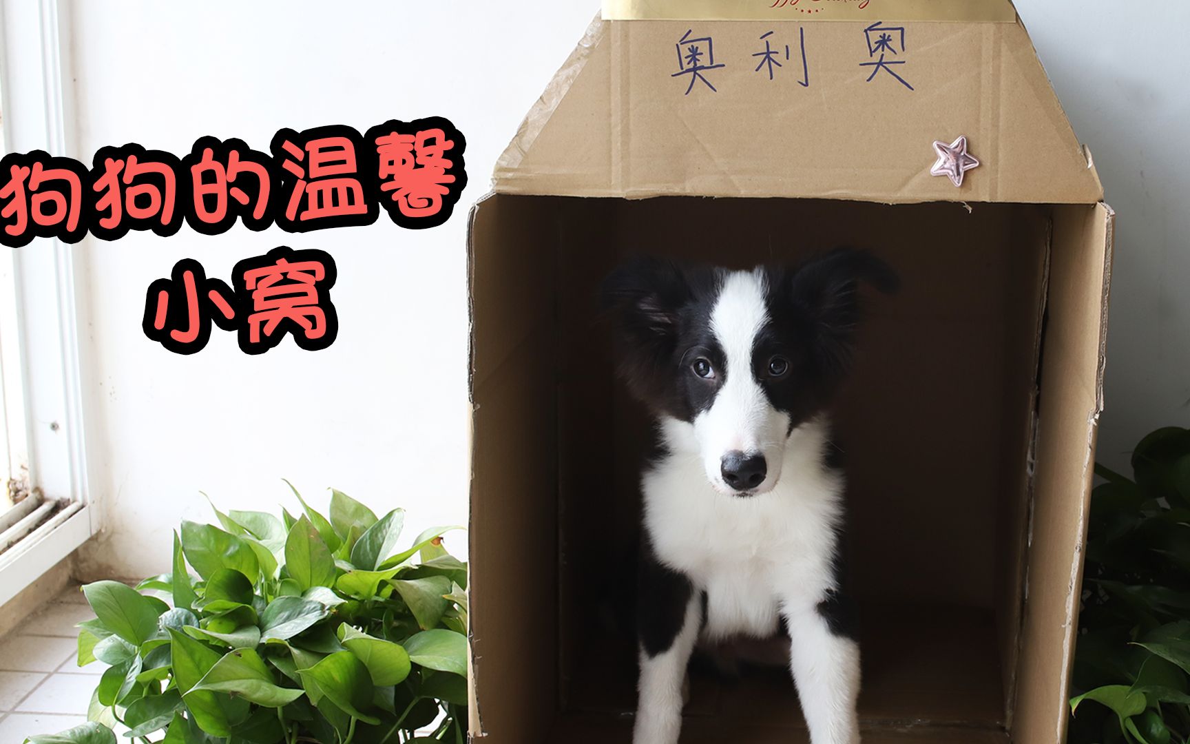 教你三分钟用废纸箱做自制狗窝!服侍狗主子就是要细致周到