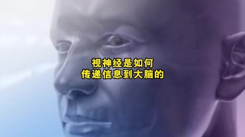 视神经是如何传递信息到大脑的?