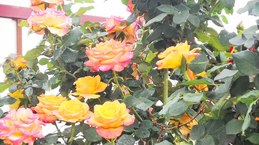 春风十里,花儿竞相开放