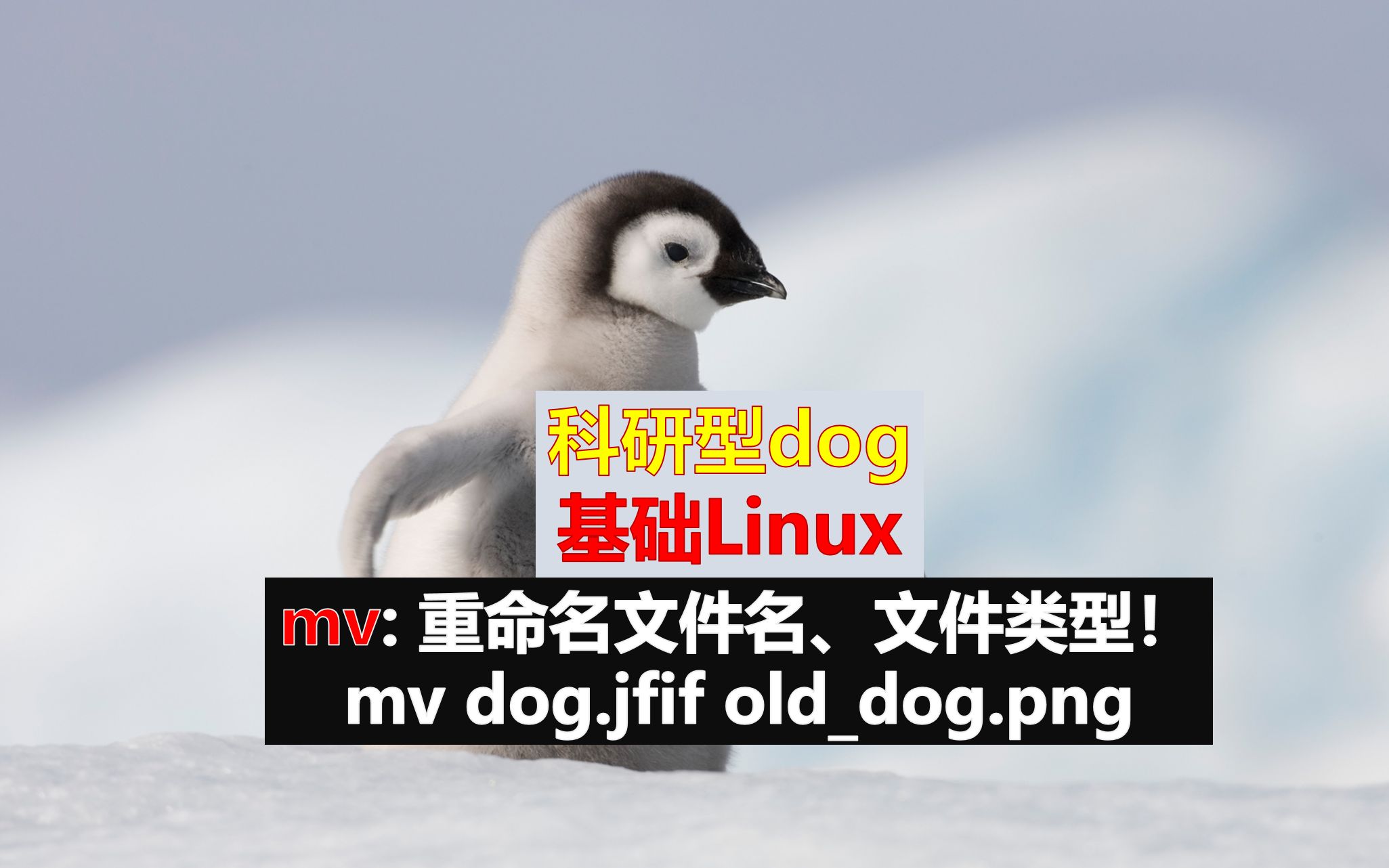 Linux系统基础系列 - mv - 重命名文件名、文件类型!mv dog.jfif old_dog....