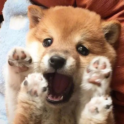 悲伤的紫云 